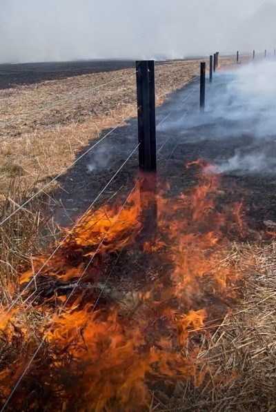 Equine PLUS Post® – 110mm x 110mm – Dome Top – Plastic Forests