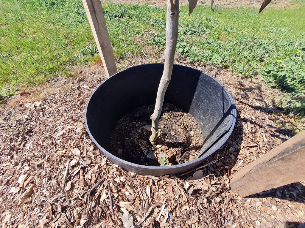 Water Saver Tree Ring- Extra Heavy Duty 5mm wall thickness in Black ...