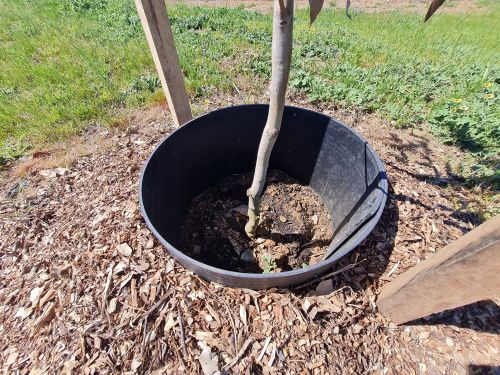 Water Saver Tree Ring- Extra Heavy Duty 5mm wall thickness in Black ...