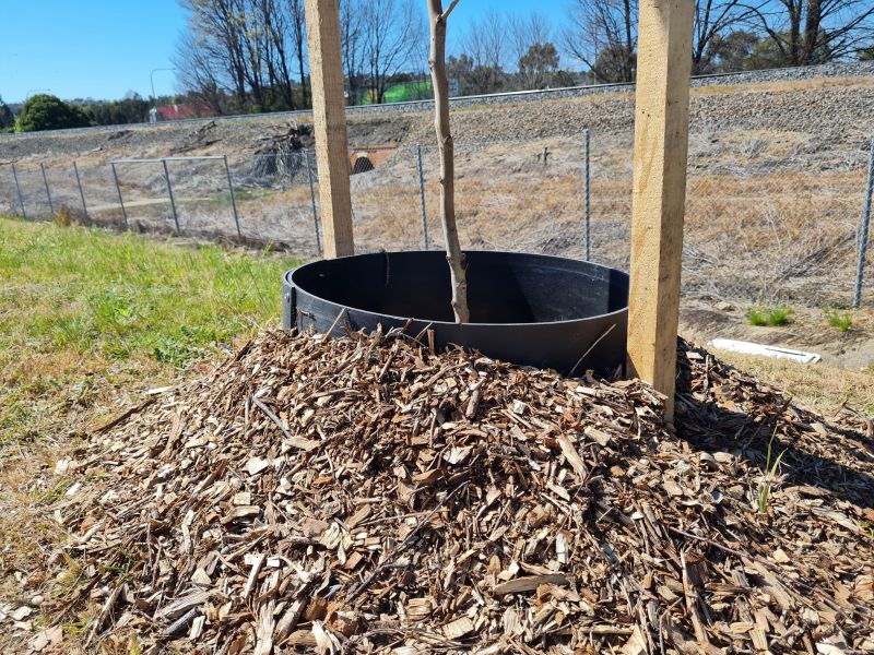 Water Saver Tree Ring- Extra Heavy Duty 5mm wall thickness in Black ...