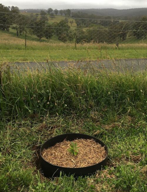 Water Saver Tree Ring- Extra Heavy Duty 5mm wall thickness in Black ...