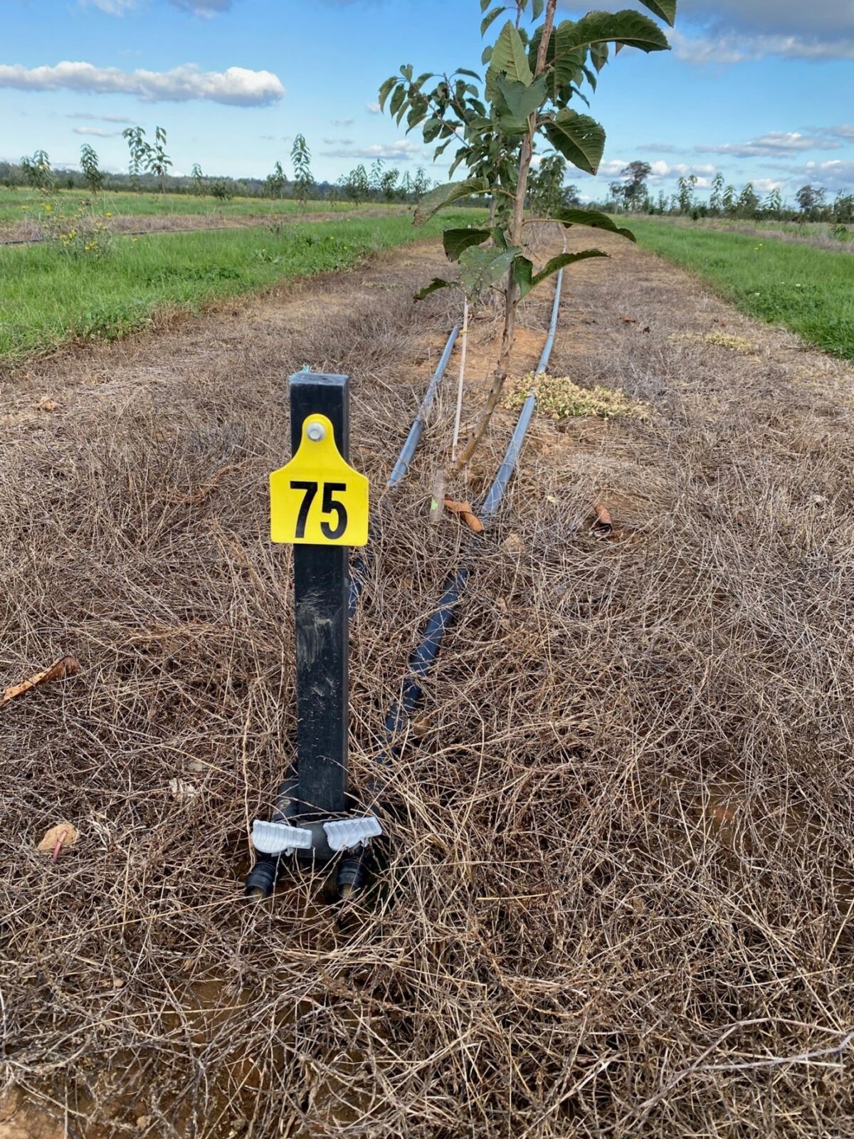 Orchard Stakes- Solid 38mm x 38mm – Recycled Plastic Mineral Composite ...