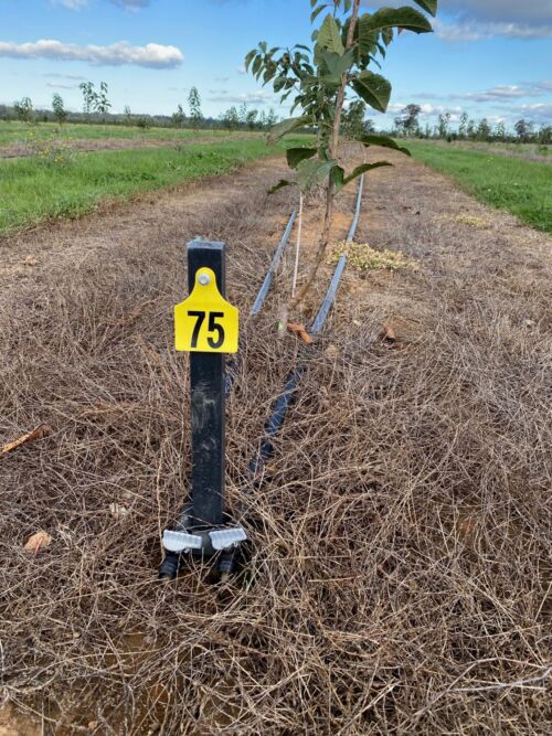 Orchard Stakes- Solid 38mm x 38mm – Recycled Plastic Mineral Composite ...