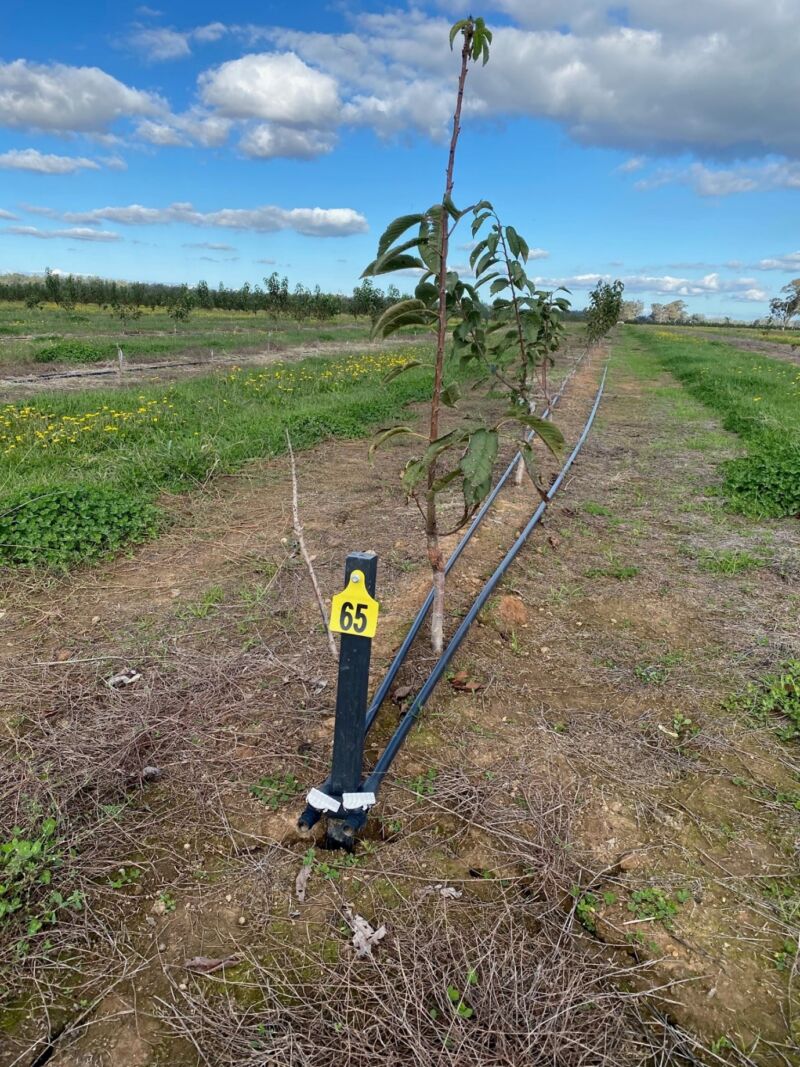 Orchard Stakes- Solid 38mm x 38mm – Recycled Plastic Mineral Composite ...