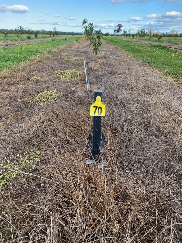 Orchard Stakes- Solid 38mm x 38mm – Recycled Plastic Mineral Composite ...